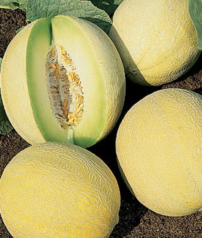 SRN Honeydew Melon Dulce Sweet Exotic Fruit Seeds 30 Garden - Seeds & Bulbs
