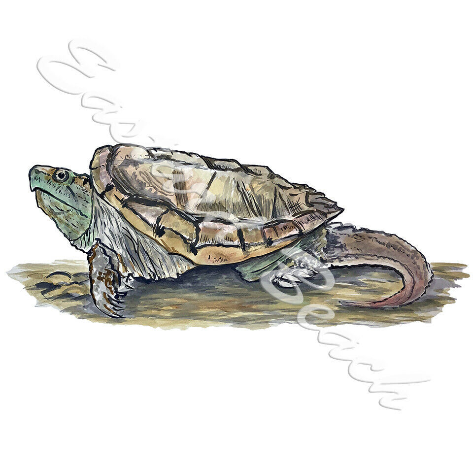 Snapping Turtle High Quality Decal Sticker Car Truck Cooler Laptop Golf ...