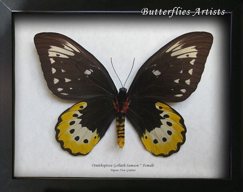 Ornithoptera Goliath Samson Huge Birdwing and 50 similar items