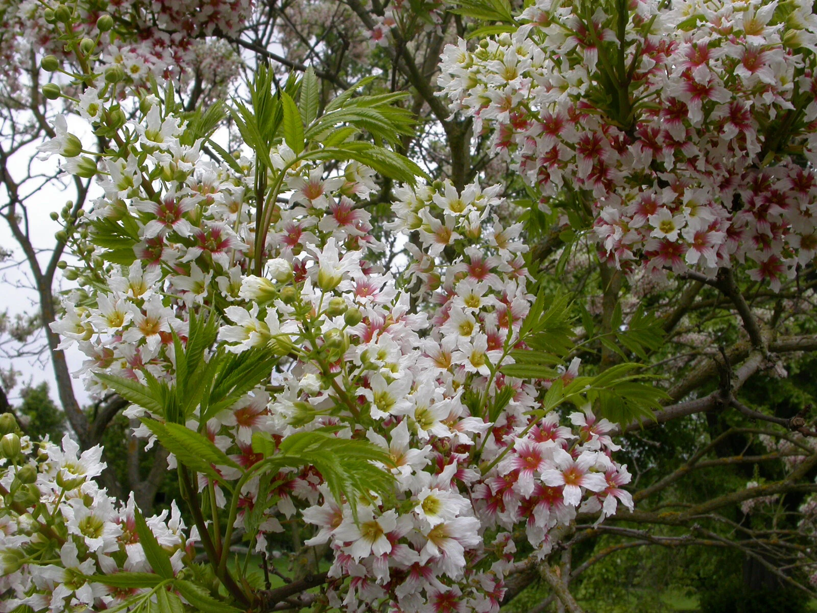 Yellowhorn Xanthoceras sorbifolium, Tree Seeds (Showy Flower, Fall ...