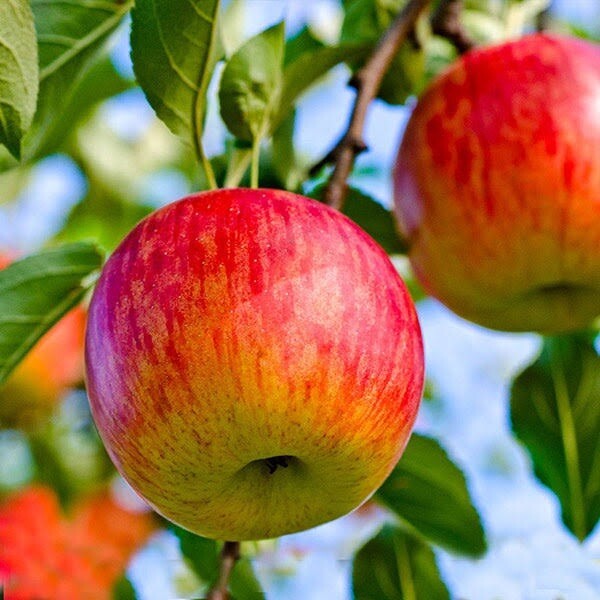 SMX Fuji Apple Malus Domestica Fuji 10 Seeds Indoor Gardening - Seeds ...