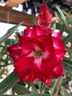 Variegated Adenium Obesum Red Dragon Desert Rose Flowers, 2 Seeds ...