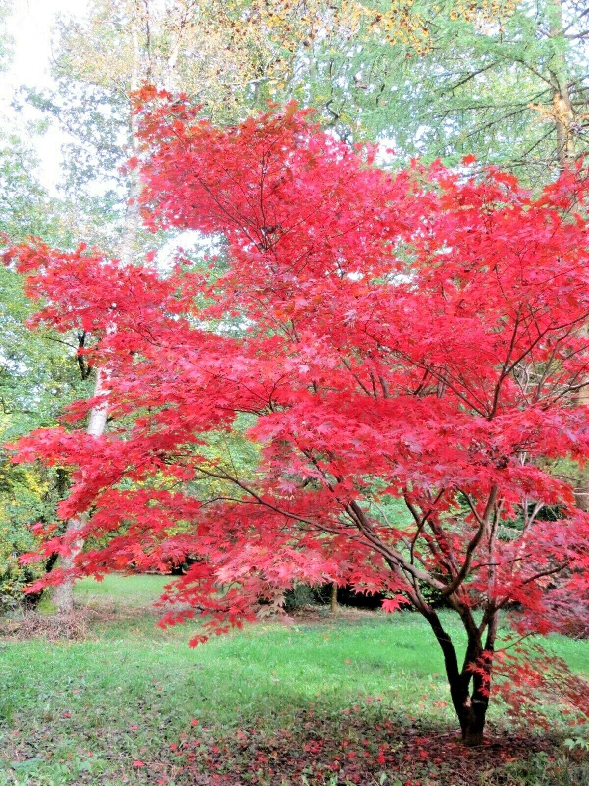 15 Tsukubane Japanese Maple Seeds Acer Palmatum Tsukubane Seeds Fresh ...