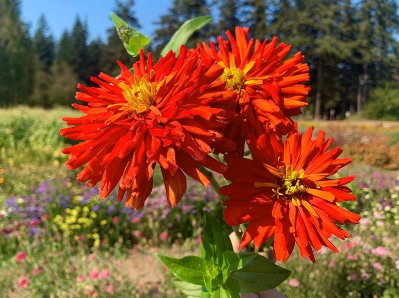 PS 100 Super Cactus Redman Zinnia Seeds Fast Grow - Seeds & Bulbs