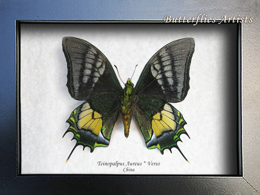 Rare Golden Kaiser-i-Hind Teinopalpus Aureus Real Butterfly Entomology ...