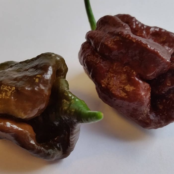 New Fresh Seeds Trinidad Chocolate Scorpion Capsicum Chinense Seeds ...