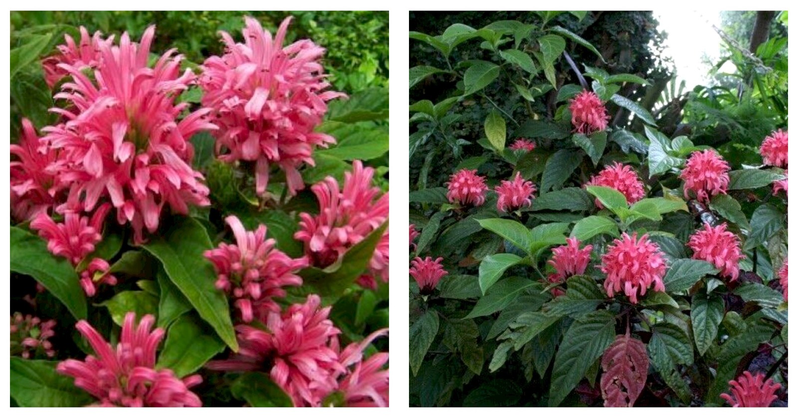 Starter Plant PINK FLAMINGO JUSTICIA CARNEA AKA as Brazilian Plume ...