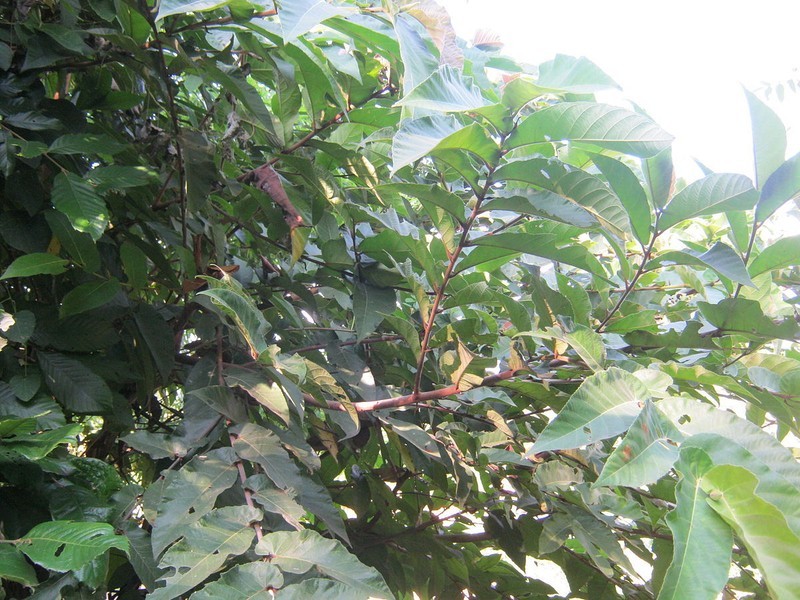 SRN Ficus Semicordata Unique Tree Exotic Seeds Garden - Seeds & Bulbs