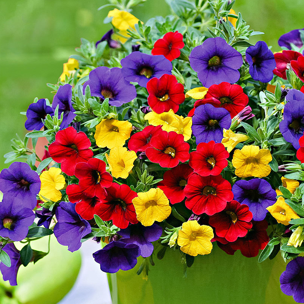 Mix Calibrachoa Seeds Petunia Shuttlecock Flower Horn Bonsai Flower ...