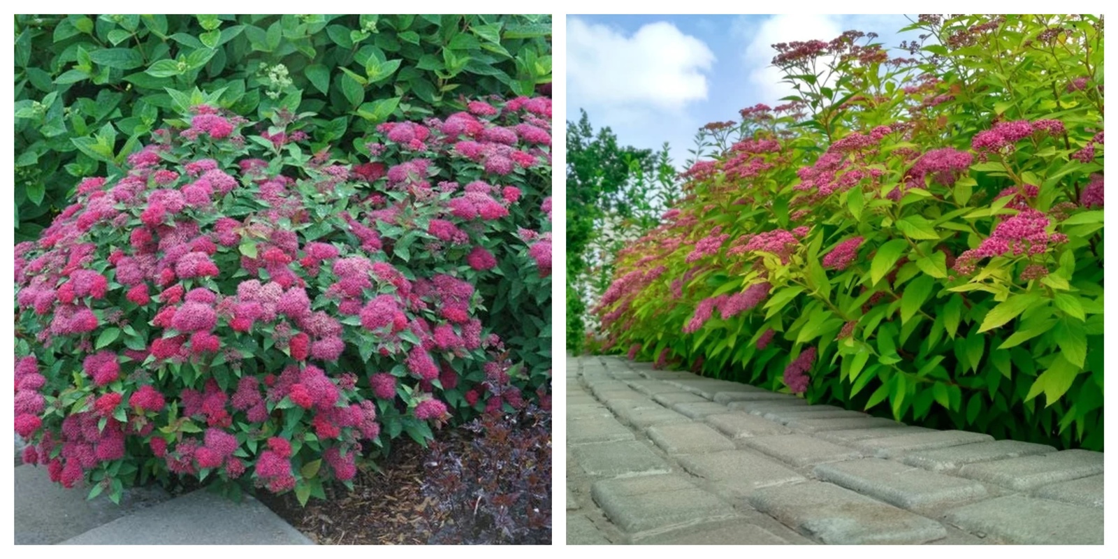 New 5 Hot Pink Spiraea Bush Cuttings Fresh Fragrant Flowers Plant Cut ...