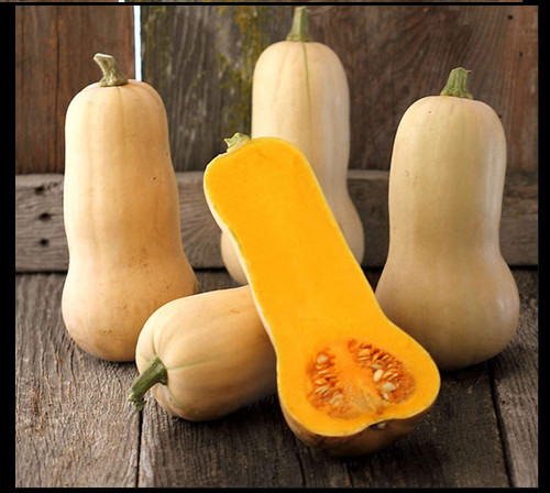 KKG Waltham Butternut Winter Squash 15 200 Seeds Classic Favorite ...