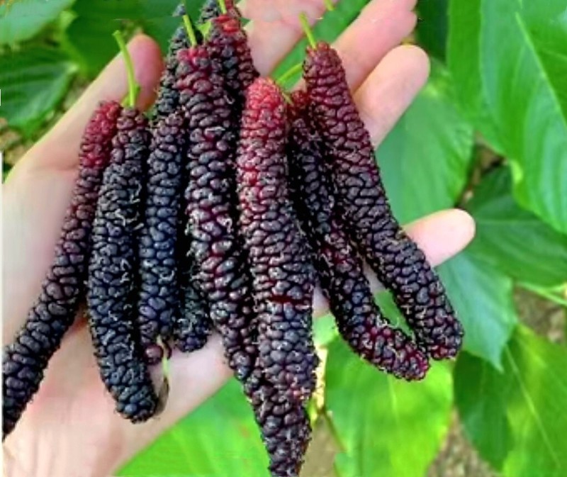 200 Pakistan Mulberry Tree Seeds Popular Variety Morus Dense Fast Grow ...
