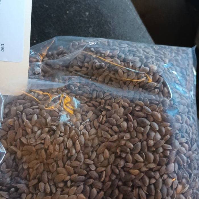 White Pine Tree Seeds Pinus Strobus Lake States Northern White Pine New ...