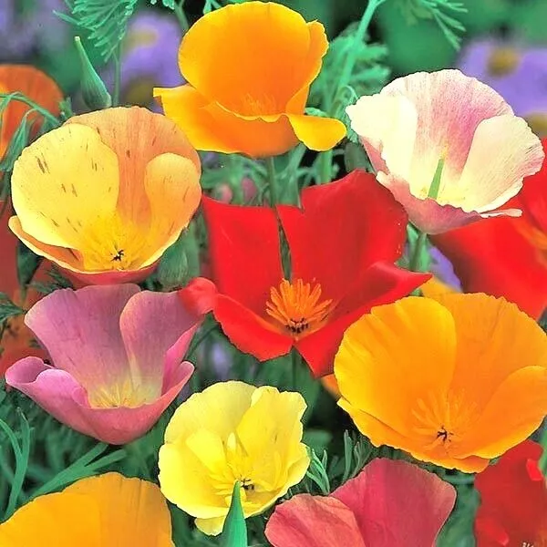 1000+California Poppy Mix Native Wildflower Seeds Flower Patio ...