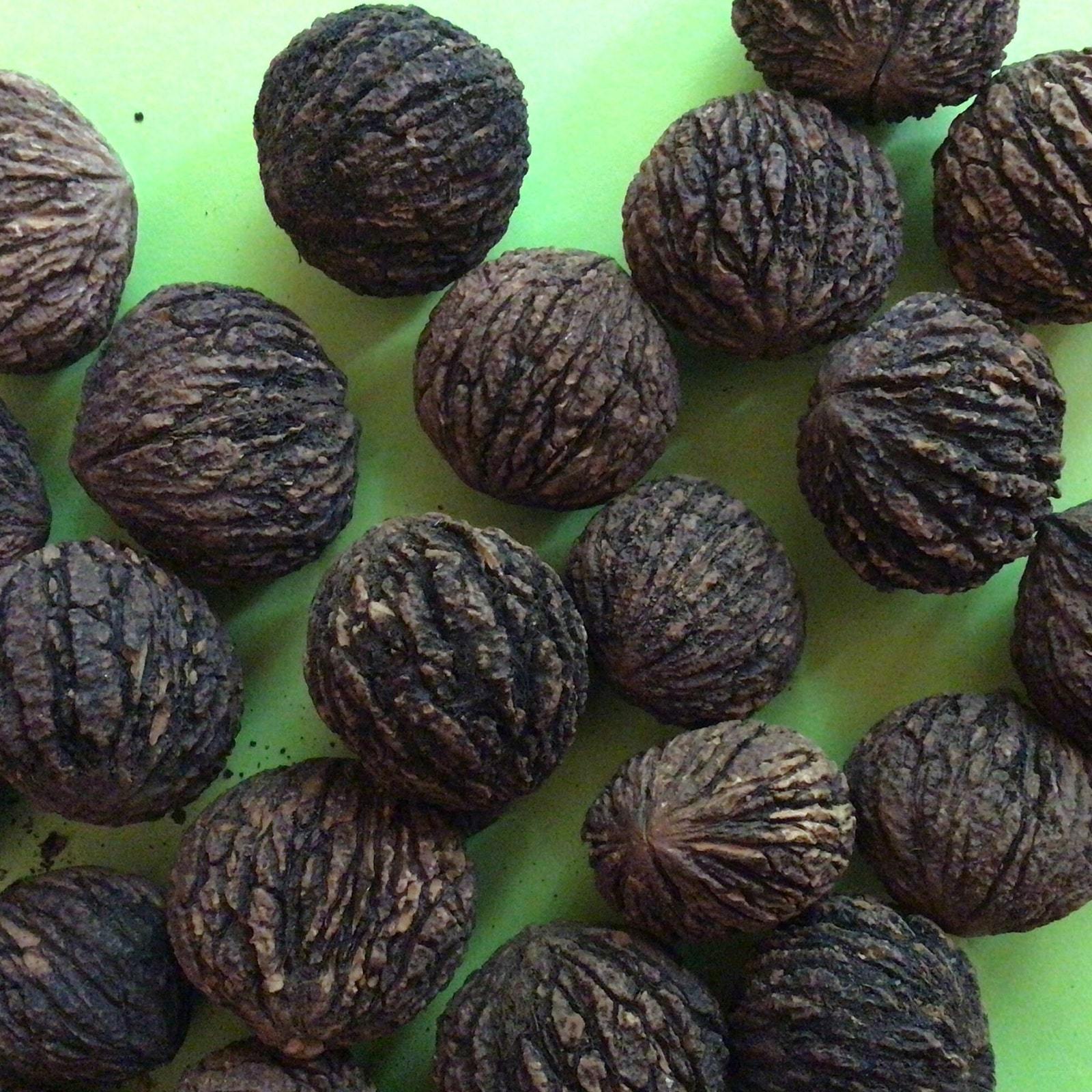 Black Walnut Tree Seeds JUGLANS NIGRA Northern Northern Black Walnut ...
