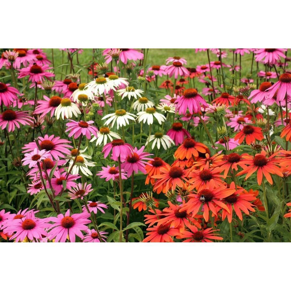 200+ Summer Mix Coneflower Daisy Seeds – Vibrant Perennial Blooms ...