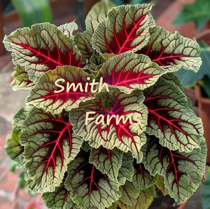 HT 25 Seeds Dragons Blood Coleus Flowers Red Vain Leaves Garden Seeds ...