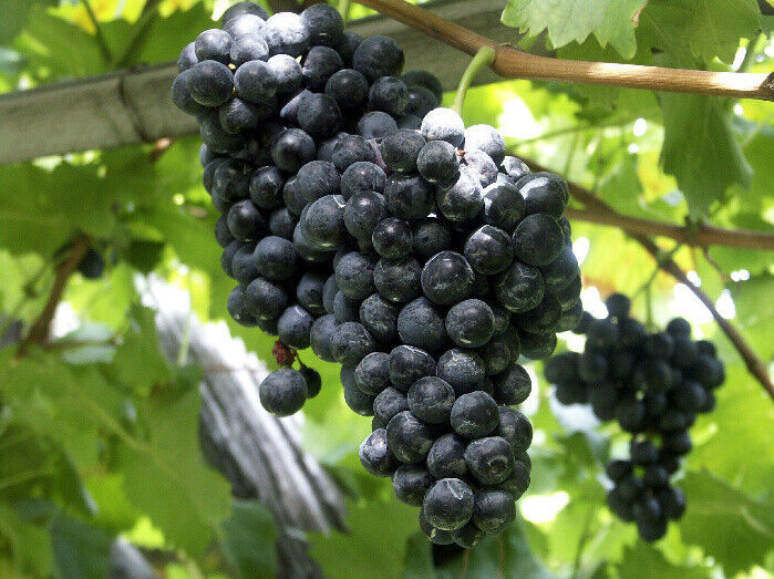 1 LIVE PLANT CONCORD Grape Fruit For Garden - Plants & Seedlings