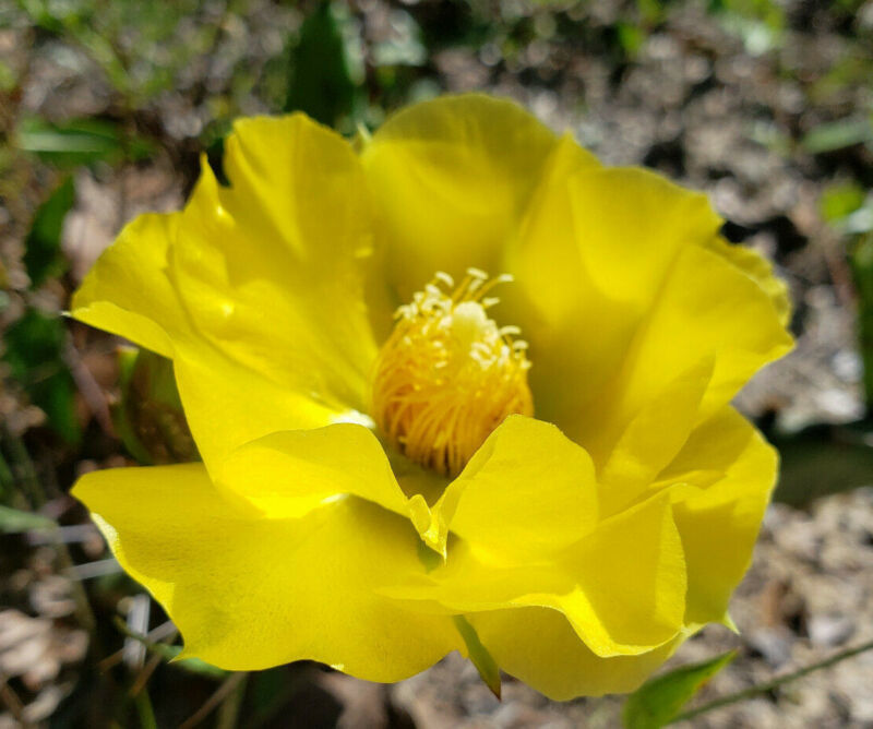 LWSTORE Prickly Pear Cactus 5 Seeds Opuntia Humifusa Florida Native ...