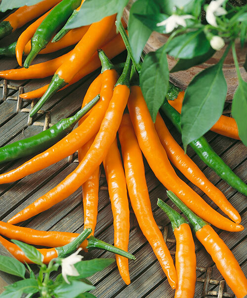 KKG Orange Cayenne Hot Great Orange Color Fresh Garden - Seeds & Bulbs