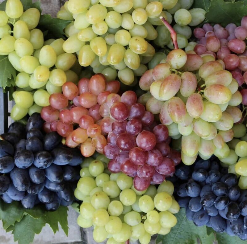 LWSTORE 25 Mixed Grape Seeds Multicolor Wine Desert Fruit Easy Grow ...