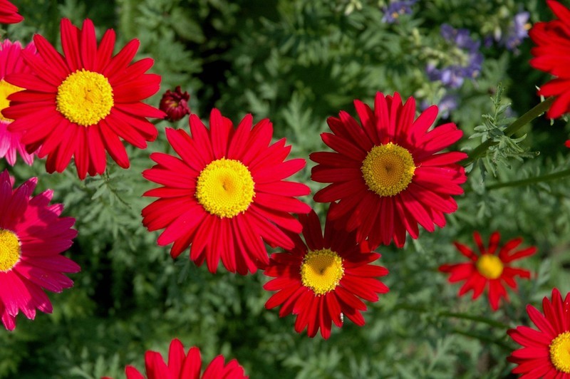 LKS 100 Red Robinsons Daisy Painted Chrysanthemum Coccineum Seeds Home ...