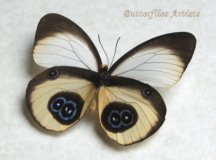 Taenaris Bioculatus Female Real Owl Butterfly Framed Entomology ...