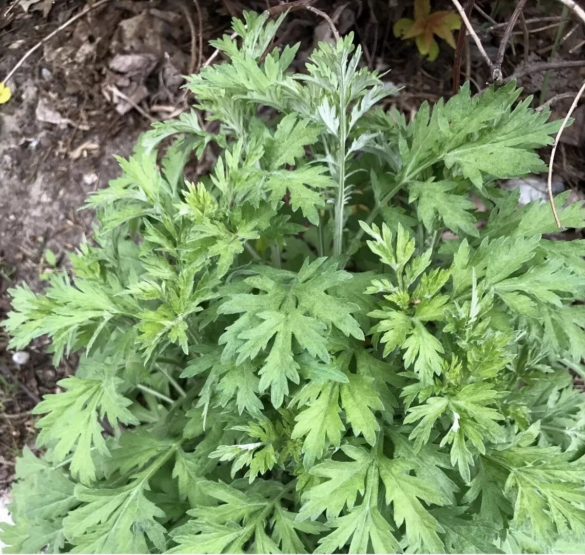 Japanese Mugwort Yomogi Seeds, Kui Hao, Artemisia Princeps, Medicinal ...