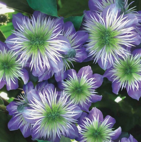 25 Pc Seeds Blue Purple Clematis Flowers, Clematis Seeds for Planting ...