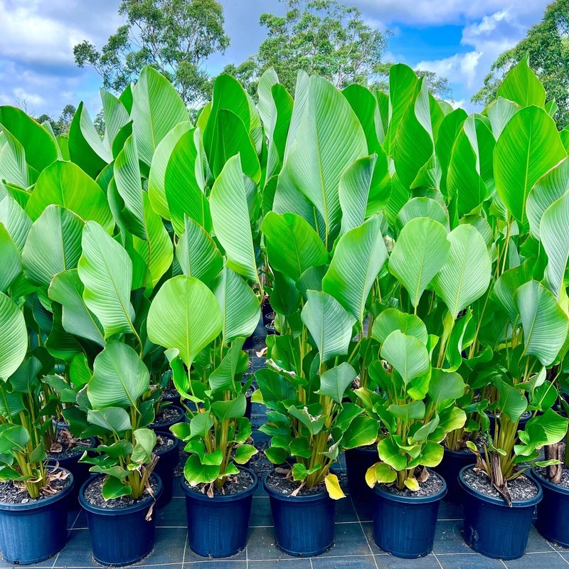 SYR 25 Cigar Calathea Seeds Fast Growing - Seeds & Bulbs