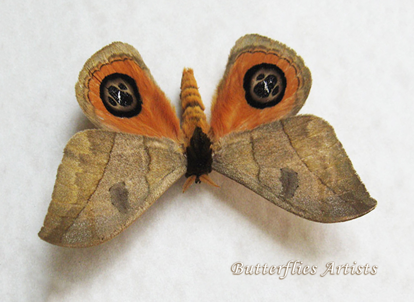 Real Saturn Moth Automeris Liberia Colorful Bullseye Framed Entomology ...