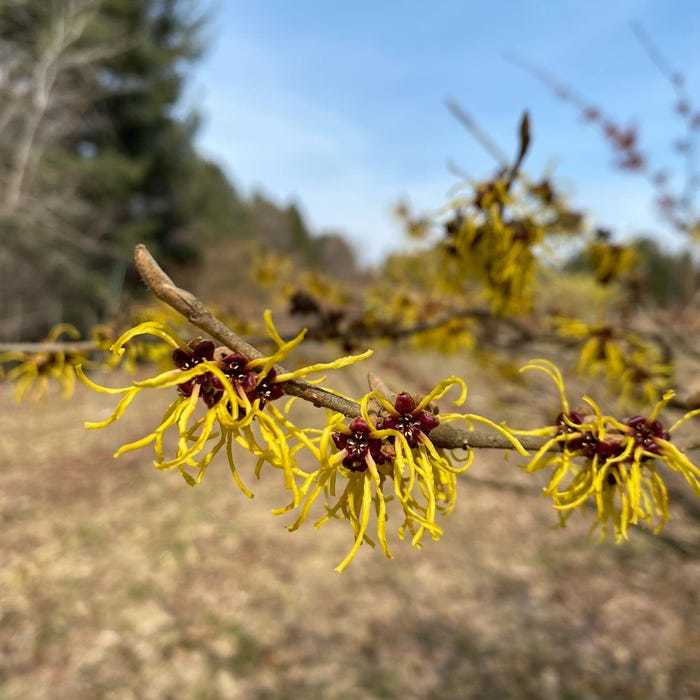 Hamamelis X Intermedia Allgold Witch Hazel Live Plant 24 Inch Tall ...