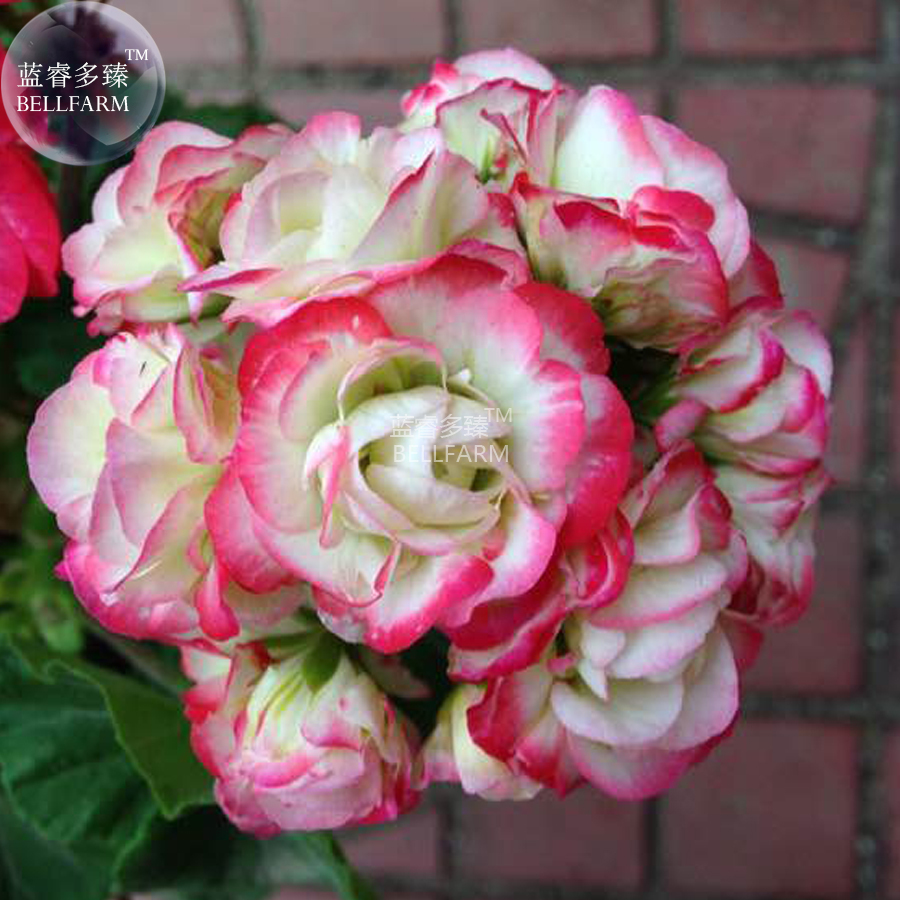 Geranium White Red Ball Type Flower Seeds, 10 Seeds, big blooms ...