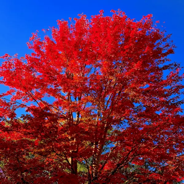 10 Red Japanese Maple Tree Seeds Palmatum Atropurpureum Cold Hardy ...