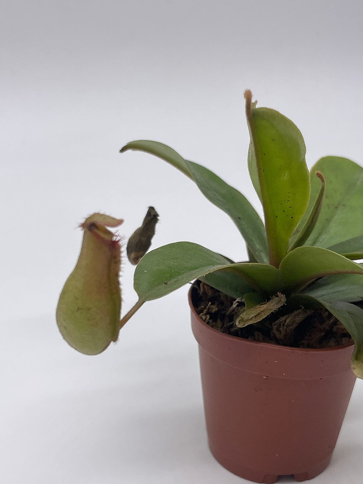 Winged Pitcher Plant, Carnivorous, in 2 inch Pot - Plants & Seedlings