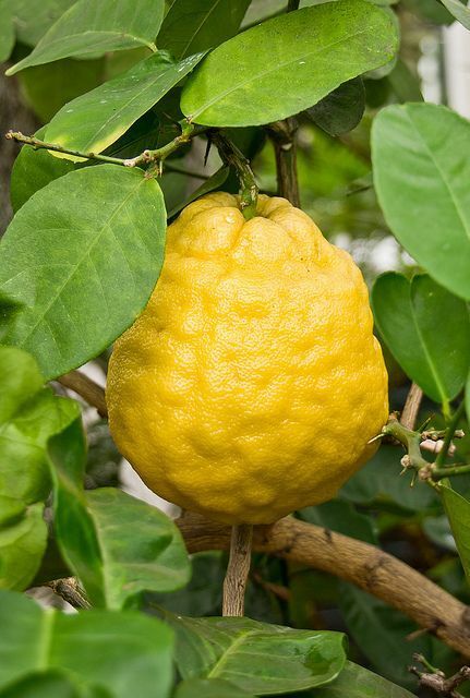 SRN Citrus Limon Ponderosa Lemon Tree Seeds Garden - Seeds & Bulbs