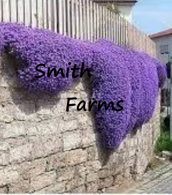 HS 200+ Seeds Purple Lithodora DiffUSA Flowers Ground Cover Landscaping ...