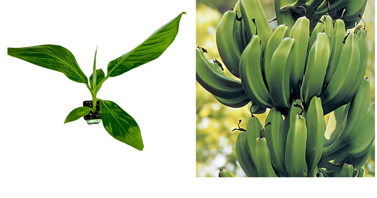 Live Plant Dwarf Orinoco Banana - Musa - Live Plant - Plants & Seedlings