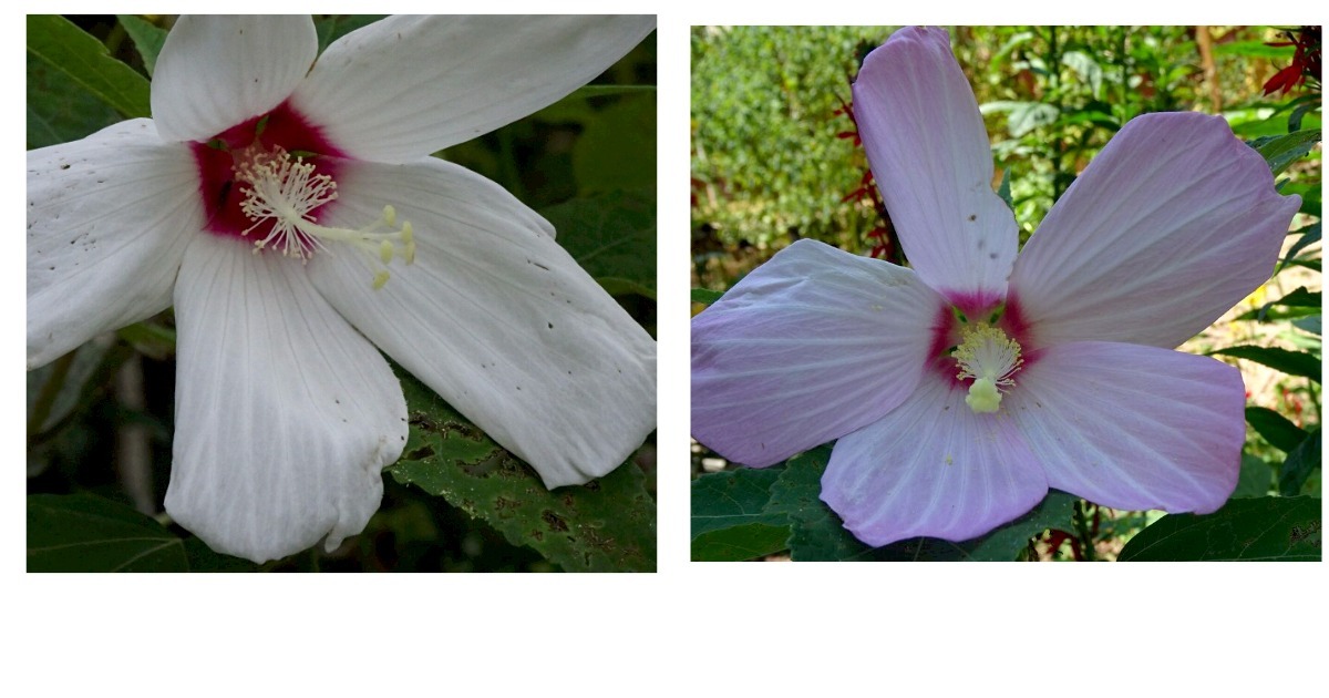 50 seeds Hibiscus moscheutos Swamp Rose Mallow Hibiscus Native ...