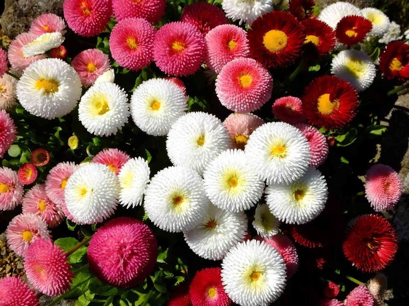PS 200 Cupid Mix English Daisy Seeds Fast Grow - Seeds & Bulbs