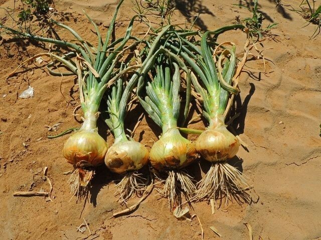FMG Texas Grano 502 Onion 100 Seeds Early Grano Variety Sizes Fast Grow ...