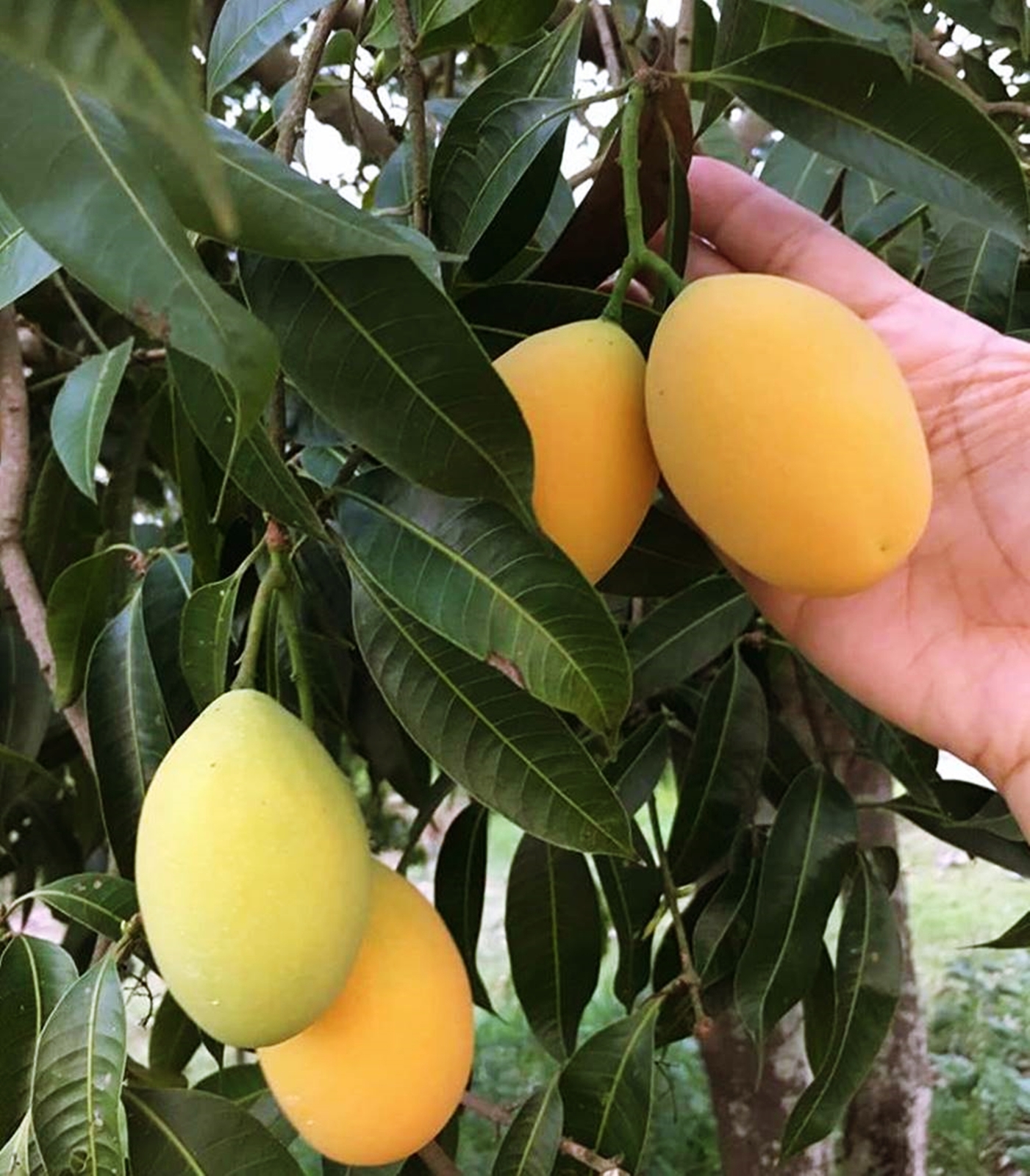 Maprang Bouea macrophylla Anacardiaceae 25 Seeds ThailandMrk - Seeds ...