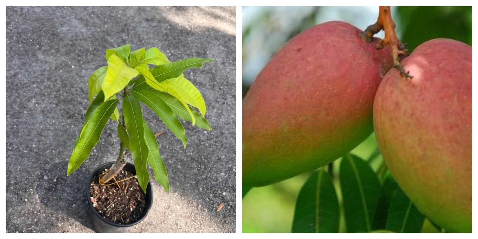 Grafted, Glenn Mango Tree, grafted Plant - Plants & Seedlings
