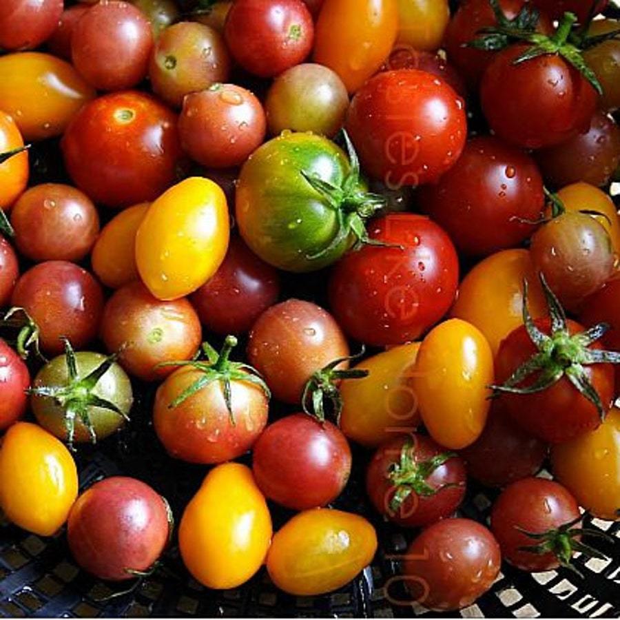 Rainbow Cherry Tomato Collection five tasty s 75 seeds early harvest ...