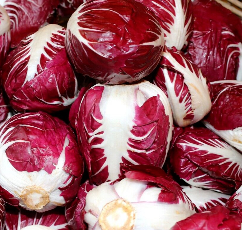 Garden Store Radicchio Seeds 450 Rouge De Verona Cichorium Intybus ...
