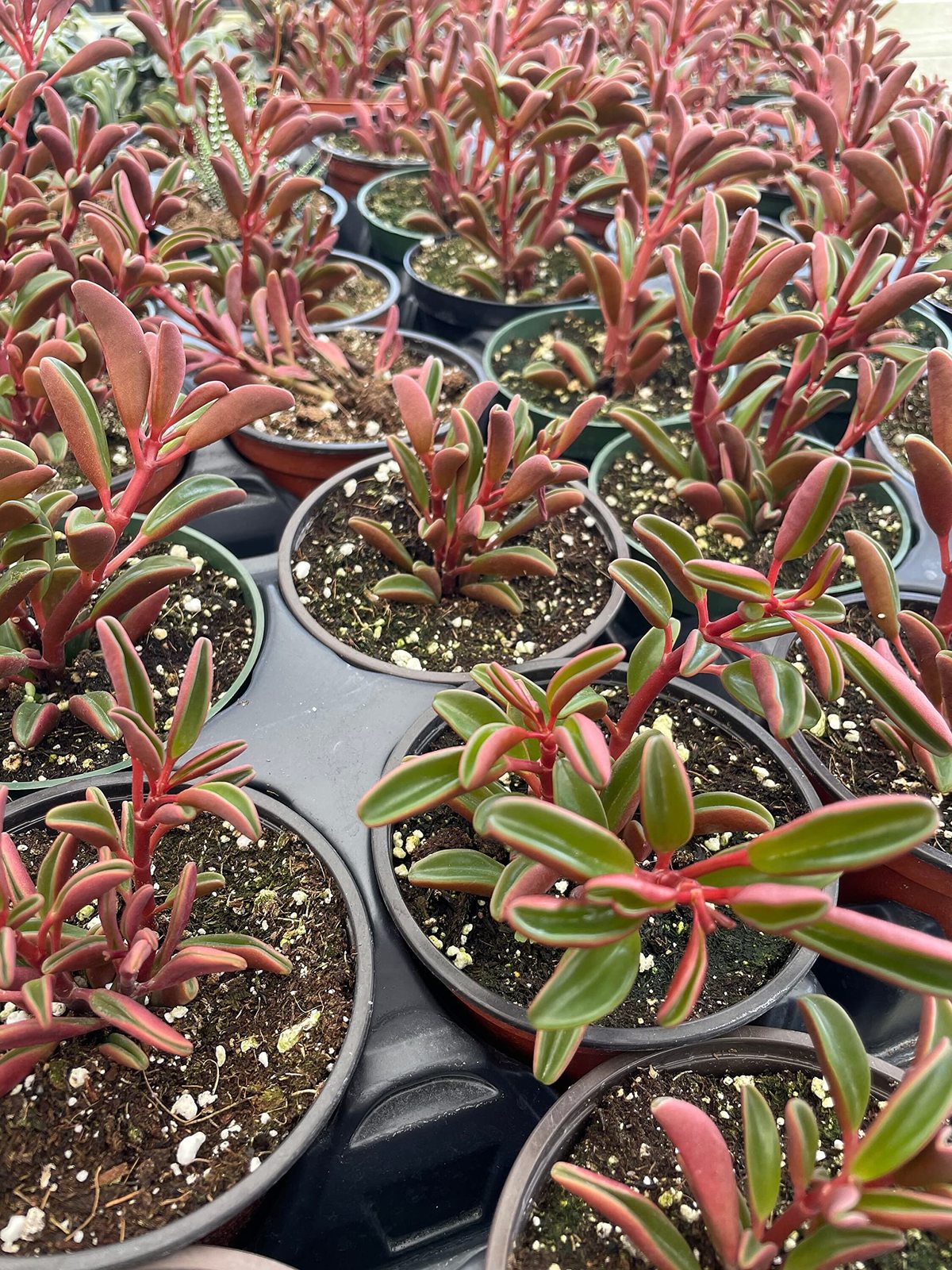 Red Taco Plant/Peperomia graveolens "Ruby Glow" / 3" Pot Ruby Peperomia ...