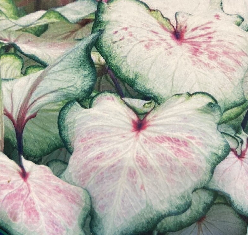 PSA 2 White Lightning Caladium Elephant Ear Bulbs Fast Growing - Seeds ...