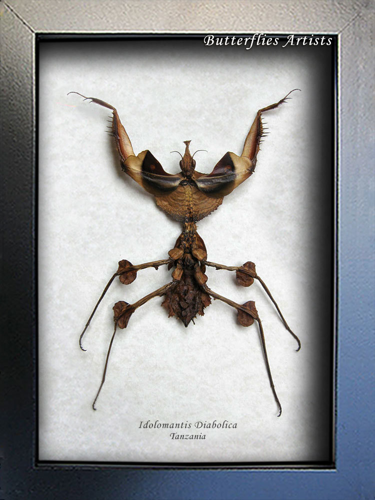 Devils Mantis XL Verso Idolomantis Diabolica RARE Entomology ...