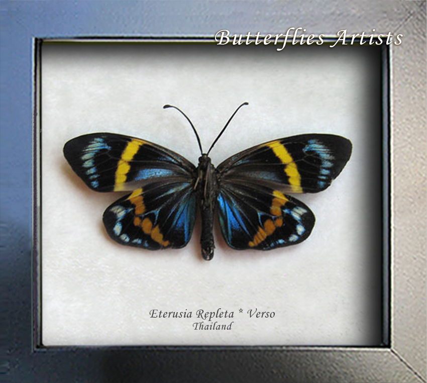 Real Day Flying Moth Eterusia Repleta Framed Entomology Collectible ...