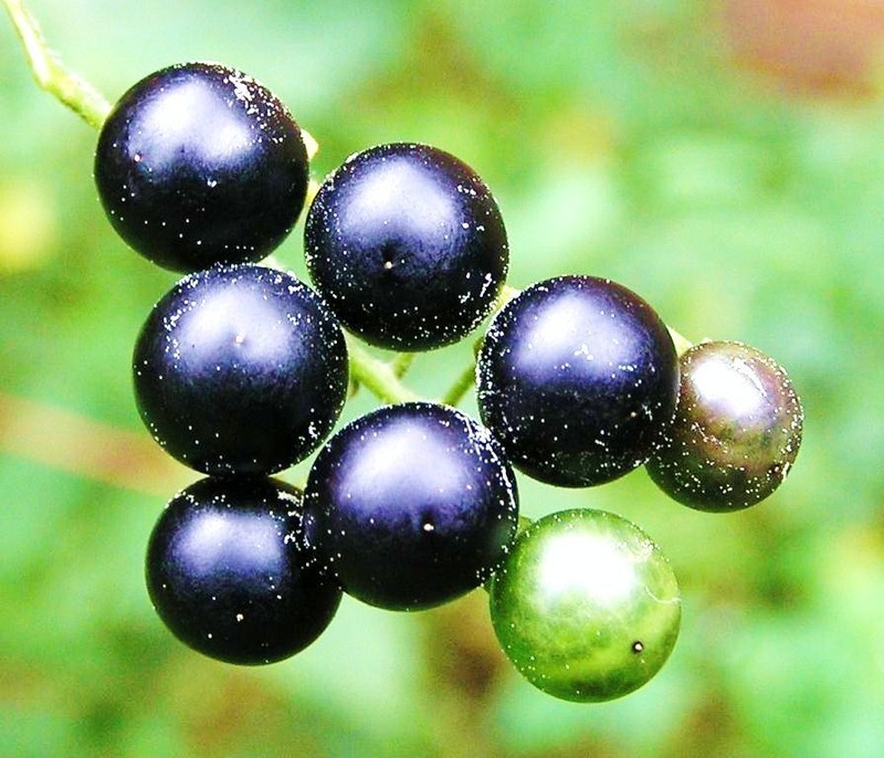 KKG Solanum Nigrum Black Nightshade Garden Huckleberry Exotic 100 Seeds ...
